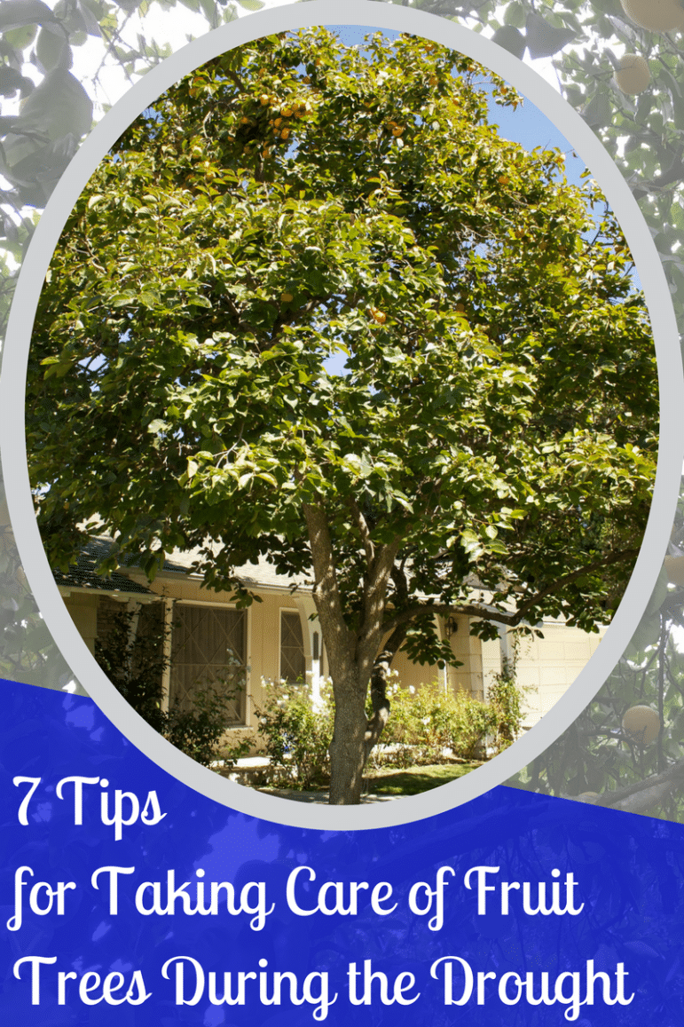 7 Tips for Taking Care of Fruit Trees During the Drought - Food Forward